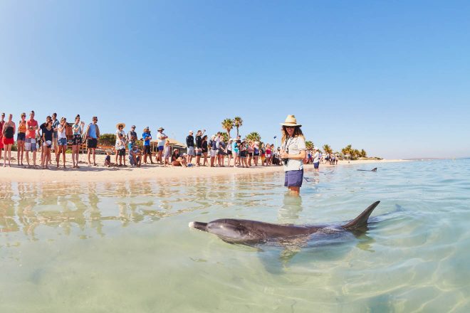 FULL GUIDE - 9 Things To Do In Shark Bay, Western Australia
