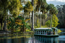 8 BEST Natural Springs in Ocala → Tips from a Local!