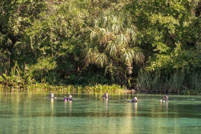 8 BEST Natural Springs in Ocala → Tips from a Local!