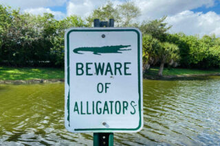 Ultimate Guide to Alligator Alley | Know Before You Go!