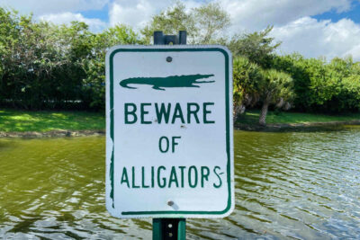 Ultimate Guide to Alligator Alley | Know Before You Go!