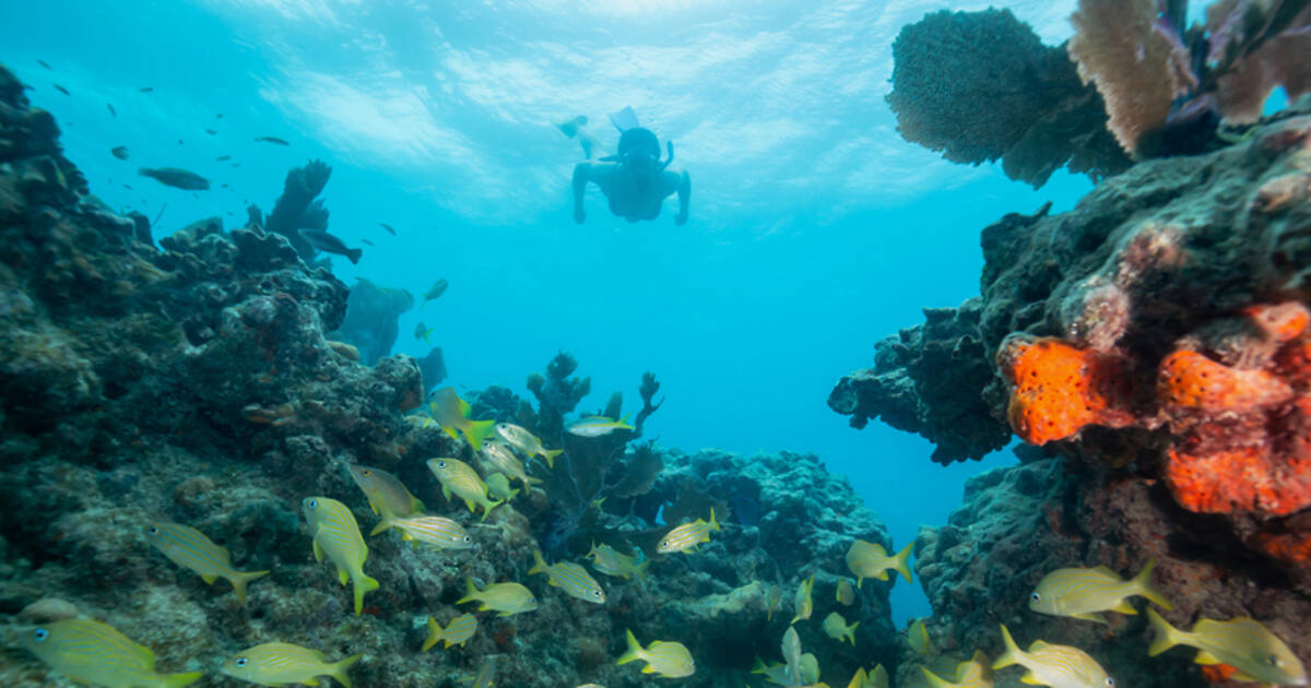 Best Snorkeling in the Keys → 9 Breathtaking Spots!