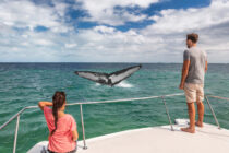 11 BEST Boat Tours in Naples, Florida in 2026 (w. Prices!)