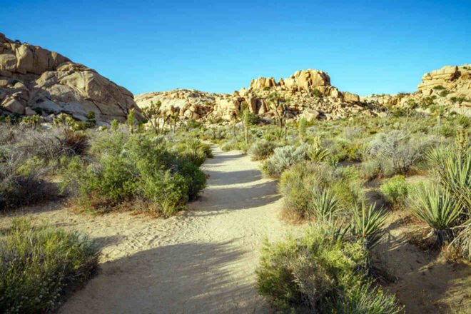 12 Best Hikes in Joshua Tree ️ For Beginner to Pro Hikers