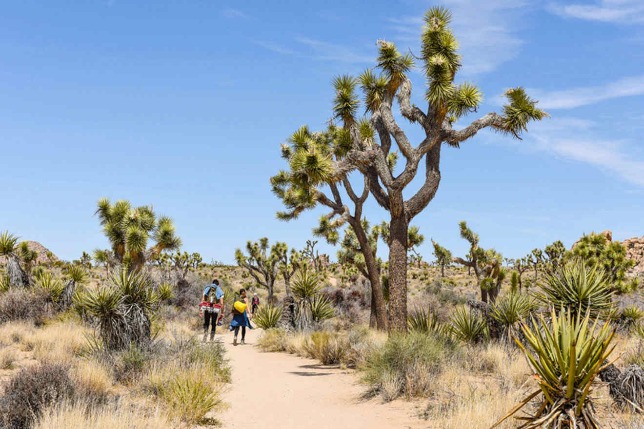 12 Best Hikes in Joshua Tree ️ For Beginner to Pro Hikers