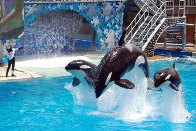 16 Best Theme Parks in California (Tips from a Local!)